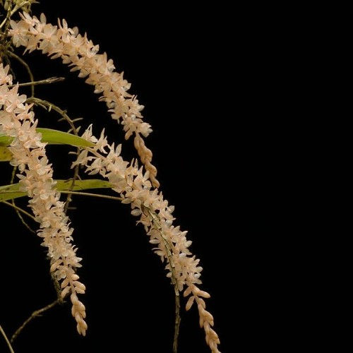 Dendrochilum Bicallosum Care Key | Guna Orchids