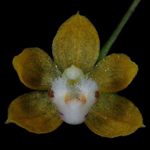 Thrixspermum Merguense Care Key | Guna Orchids