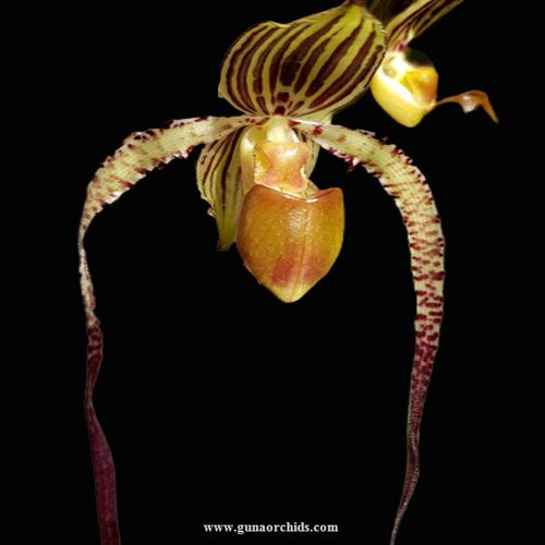 Buy Paphiopedilum Michael Koopowitz x Sanderianum Orchid Online | Guna ...