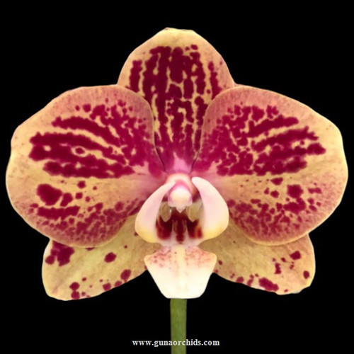 Buy Phalaenopsis OX Bravo Orchid Online | Orchid Plants for Sale | Guna ...