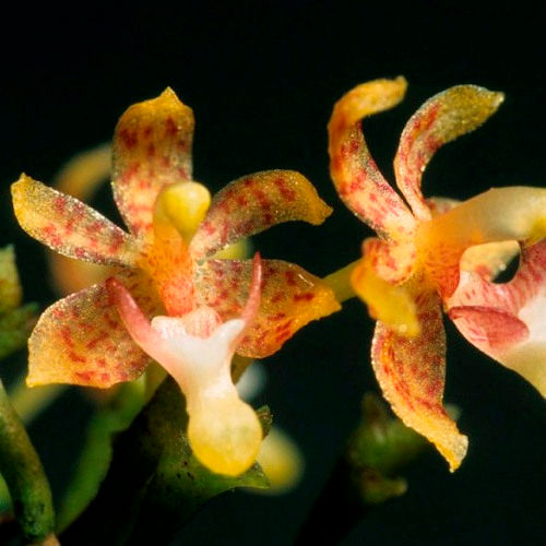 Grosourdya Appendiculata Care Key | Guna Orchids