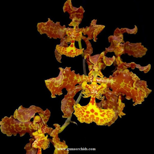 Buy Trichocentrum Stacyi Orchid Online | Guna Orchids