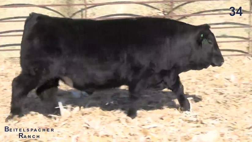 HOME | Beitelspacher Ranch