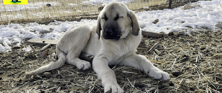 Dragon Ranch | Turkish Boz Shepherd | 198 W Dory Way, Black Hawk, CO, USA