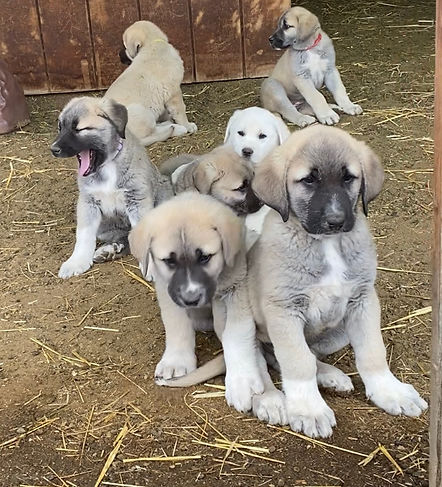 Dragon Ranch | Turkish Boz Shepherd | 198 W Dory Way, Black Hawk, CO, USA