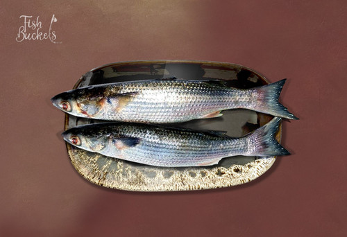 Bhangar | Fish Buckets