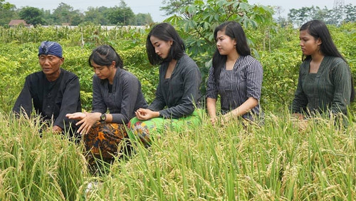 Tradisi Wiwit Padi | Desa Wisata Jambu