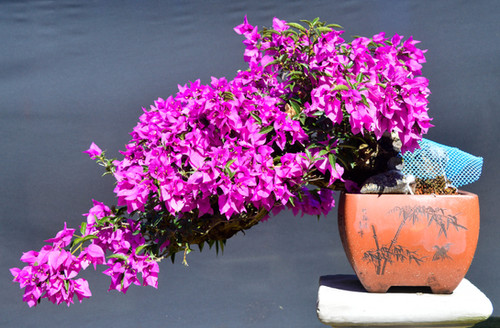BOUGAINVILLEA | Museu do Bonsai