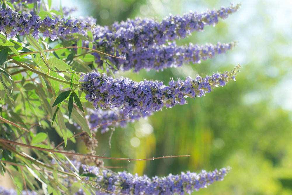 Plant of the Month: Chaste Tree