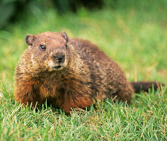 Groundhog Removal | Termax Wildlife Remo
