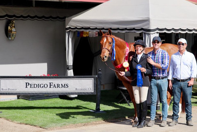 Stallions | Ryan Pedigo Sport Horses | Riverside