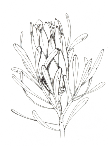 Fynbos Illustration Suikerkan - Art Print | CL Creative Studio