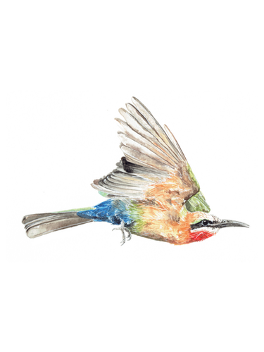 White-fronted Bee-eater - Limited Edition Art Print | CL Creative Studio