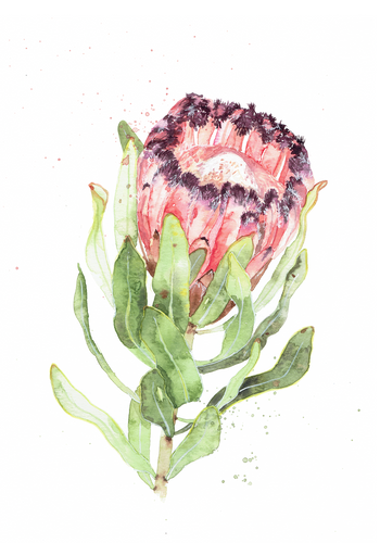 Protea Neriifolia - Limited Edition Art Print | CL Creative Studio