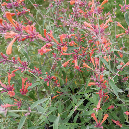 Agastache Firebird | daisyroots