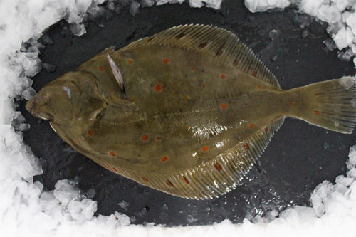 Scholle (1142) | king-fish