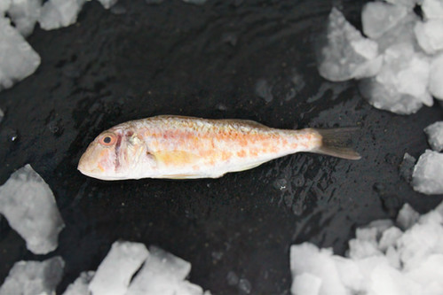 Rotbarbe (1085) | king-fish