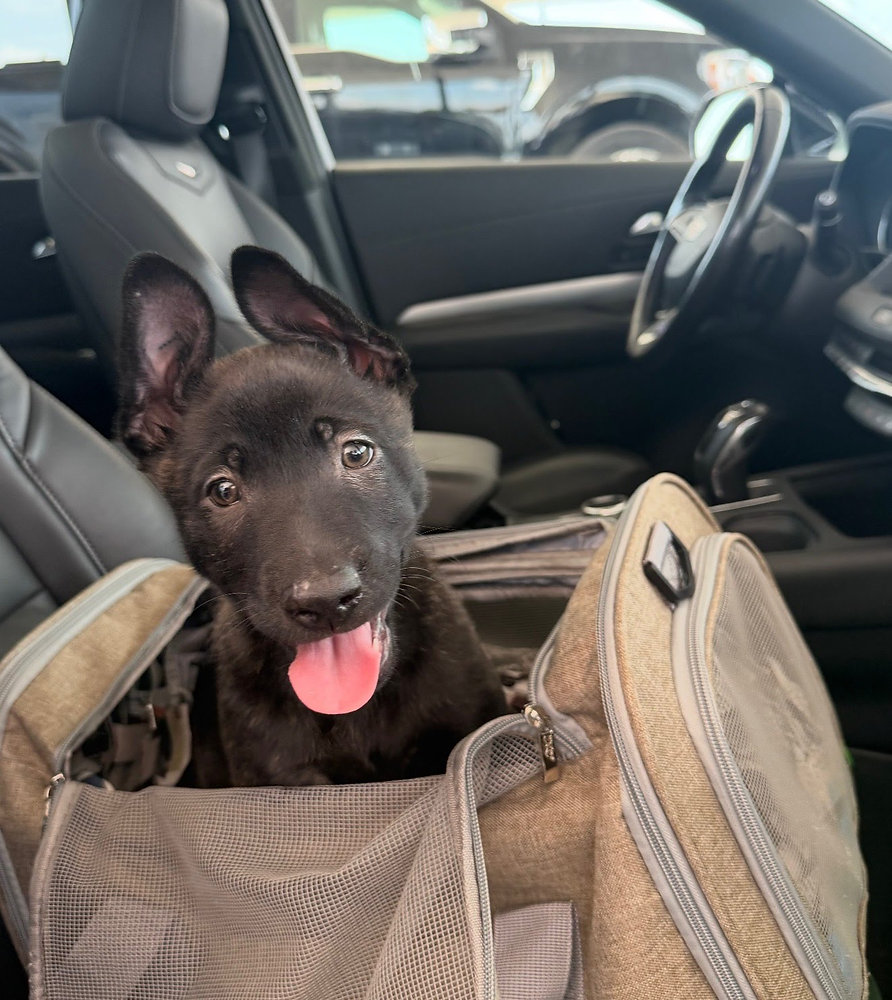How Do Pets Go Through TSA?