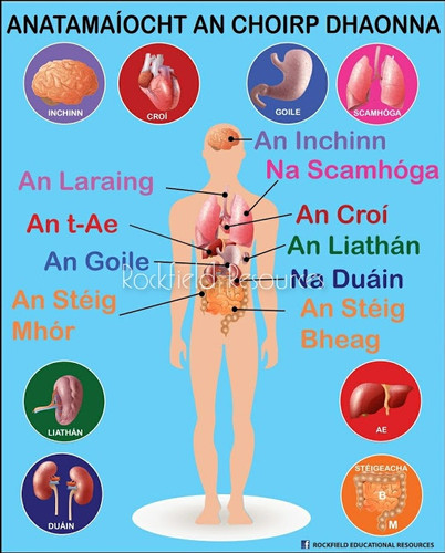 Anatomy in Irish H67 x W85cm | Rockfield Resources