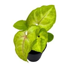 4” Berry Allusion Syngonium | Rooted With Ruby
