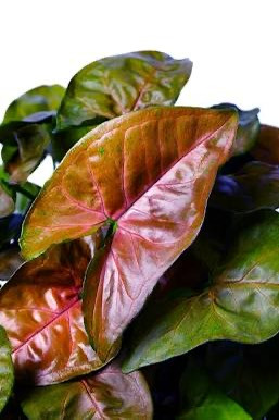 4” Maria Allusion Syngonium | Rooted With Ruby