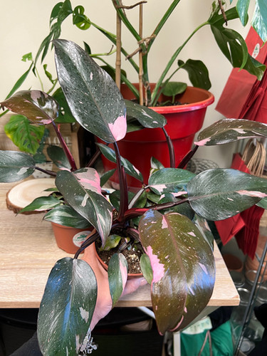 6” High Var Pink Princess Philo | Rooted With Ruby