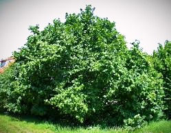 Celtic Tree Signs: The Wise Hazel