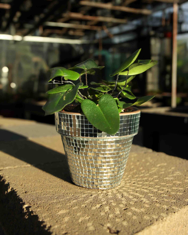 Disco Planters Class in Fort Collins | Bath Garden Center