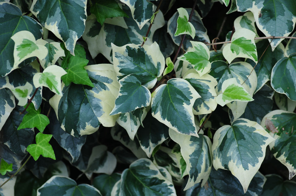 The popular 14 Types of Ivy Houseplants for your home