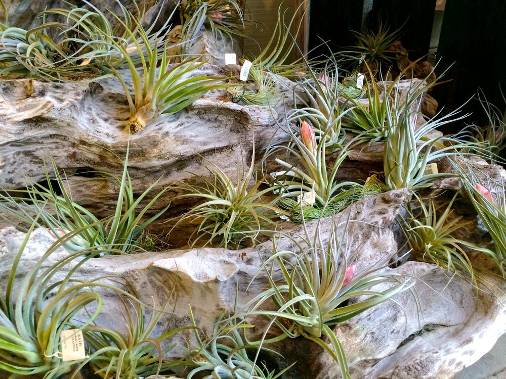 Tillandsia Care