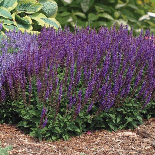 40 Low Maintenance Plants for Colorado Landscaping