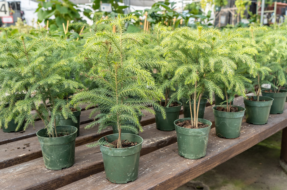 Norfolk Pine Care: 9 Tips for Keeping Your Houseplant Happy