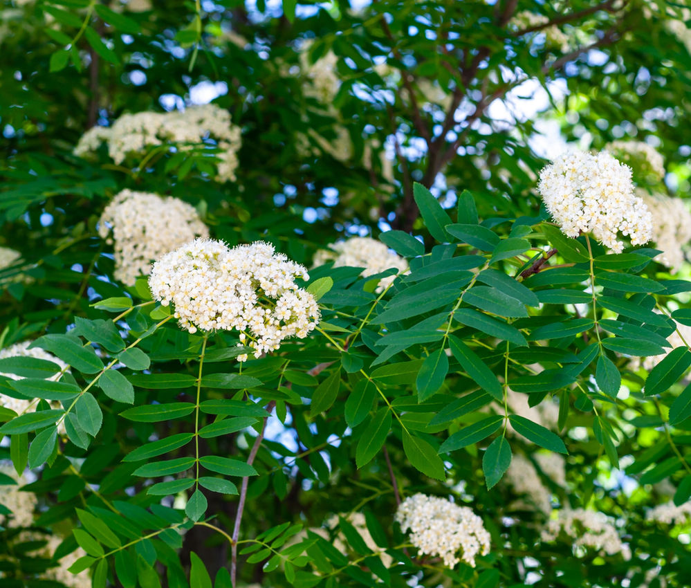 Landscaping Tree Ideas for Your Colorado Yard