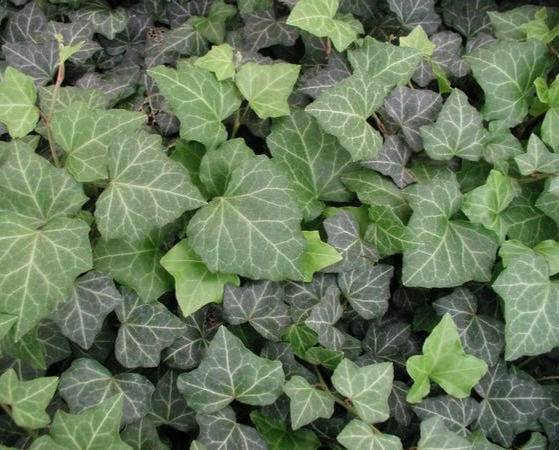 14 Different Types of Ivy Houseplants & Care Tips