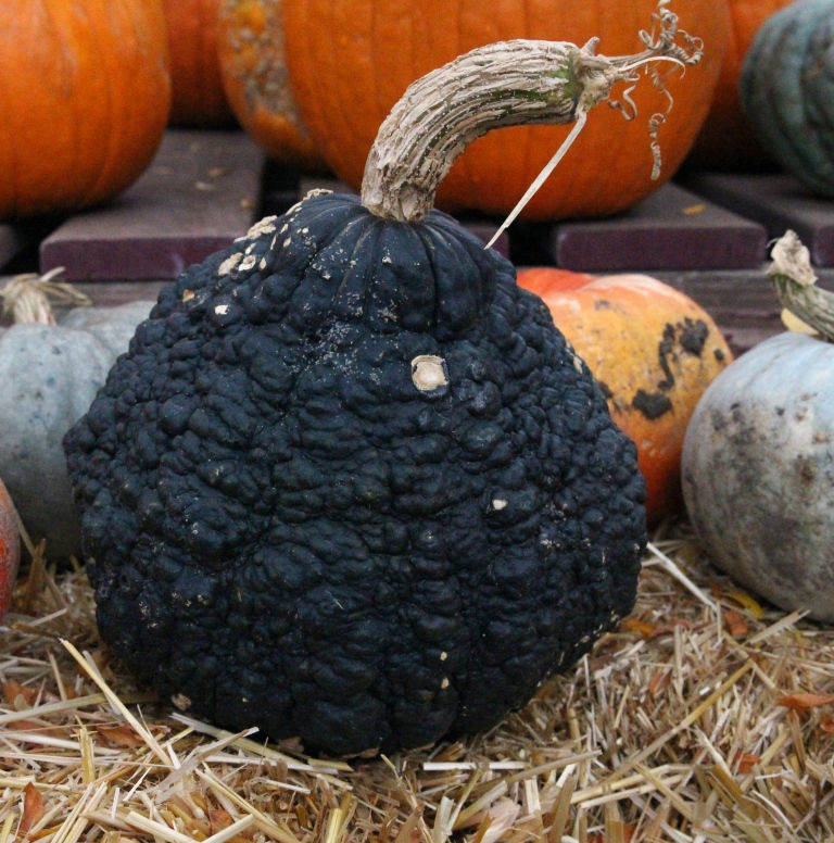 Warty Pumpkins and Gourds | Varieties for Fall