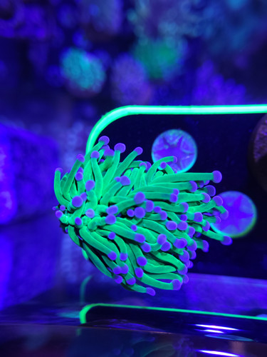 Ultra Reef Raft Cotton Candy Torch 1H | PNW Aquatech