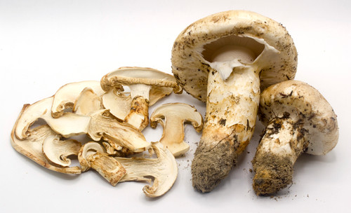 Matsutake (dried; sliced) | whitemountainmshrms