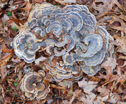 Turkey Tail (dried) | whitemountainmshrms
