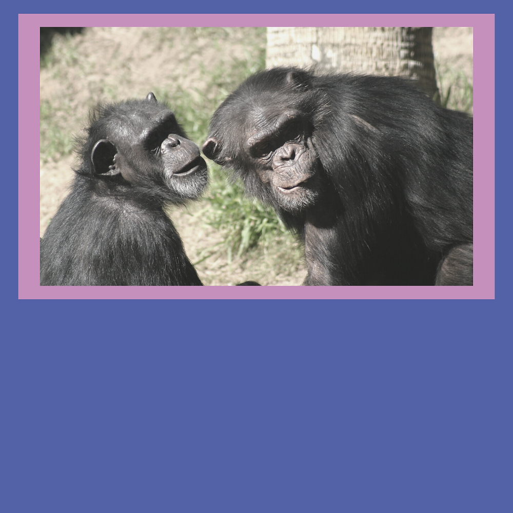 Animal Sounds & Singing