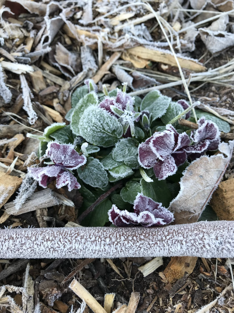 Our Top 5 Cold Hardy Flowering Annuals to sow in Autumn