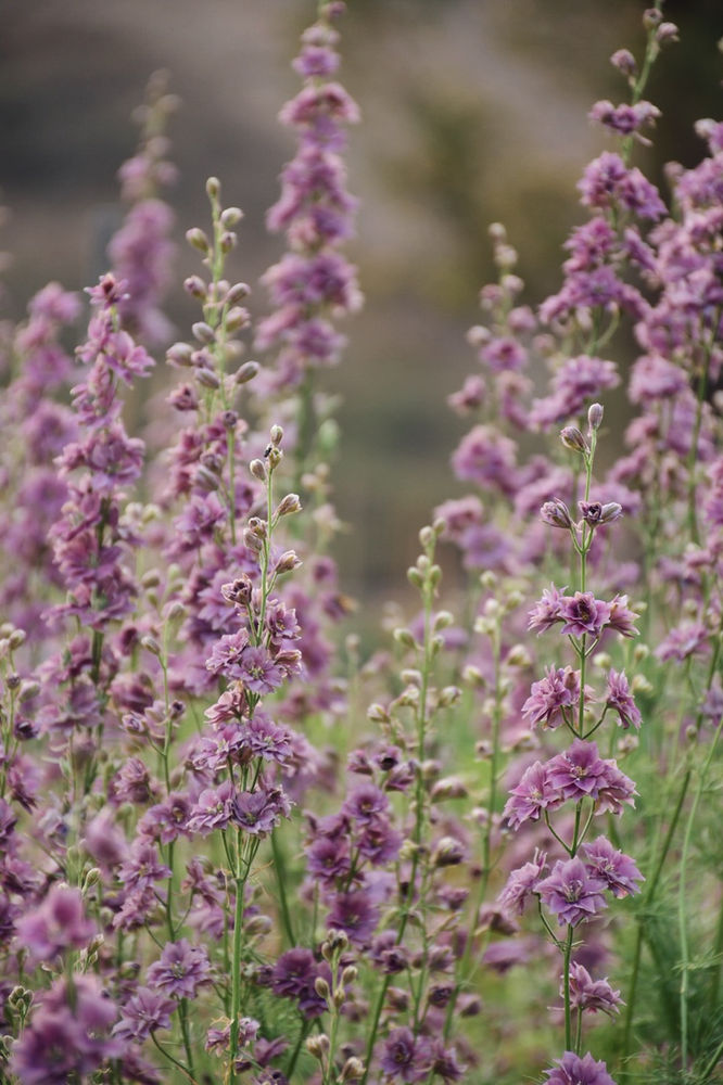 Our Top 5 Cold Hardy Flowering Annuals to sow in Autumn