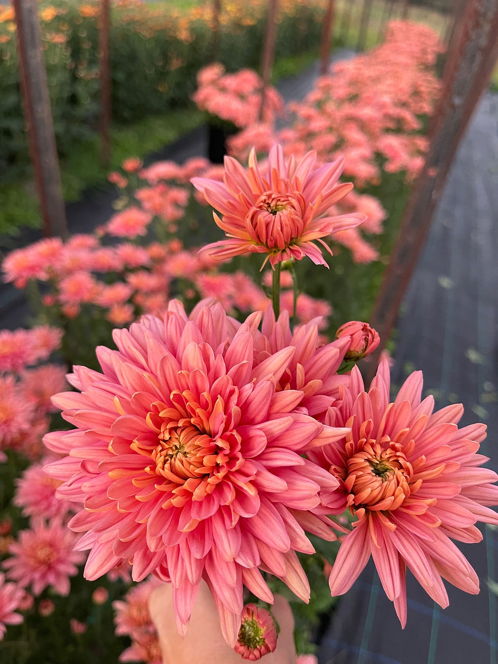 Chrysanthemum Plant - Baltica Salmon | Floral By Nature