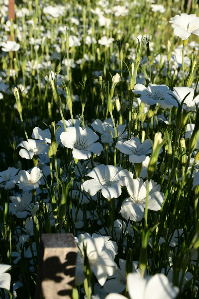 Our Top 5 Cold Hardy Flowering Annuals to sow in Autumn