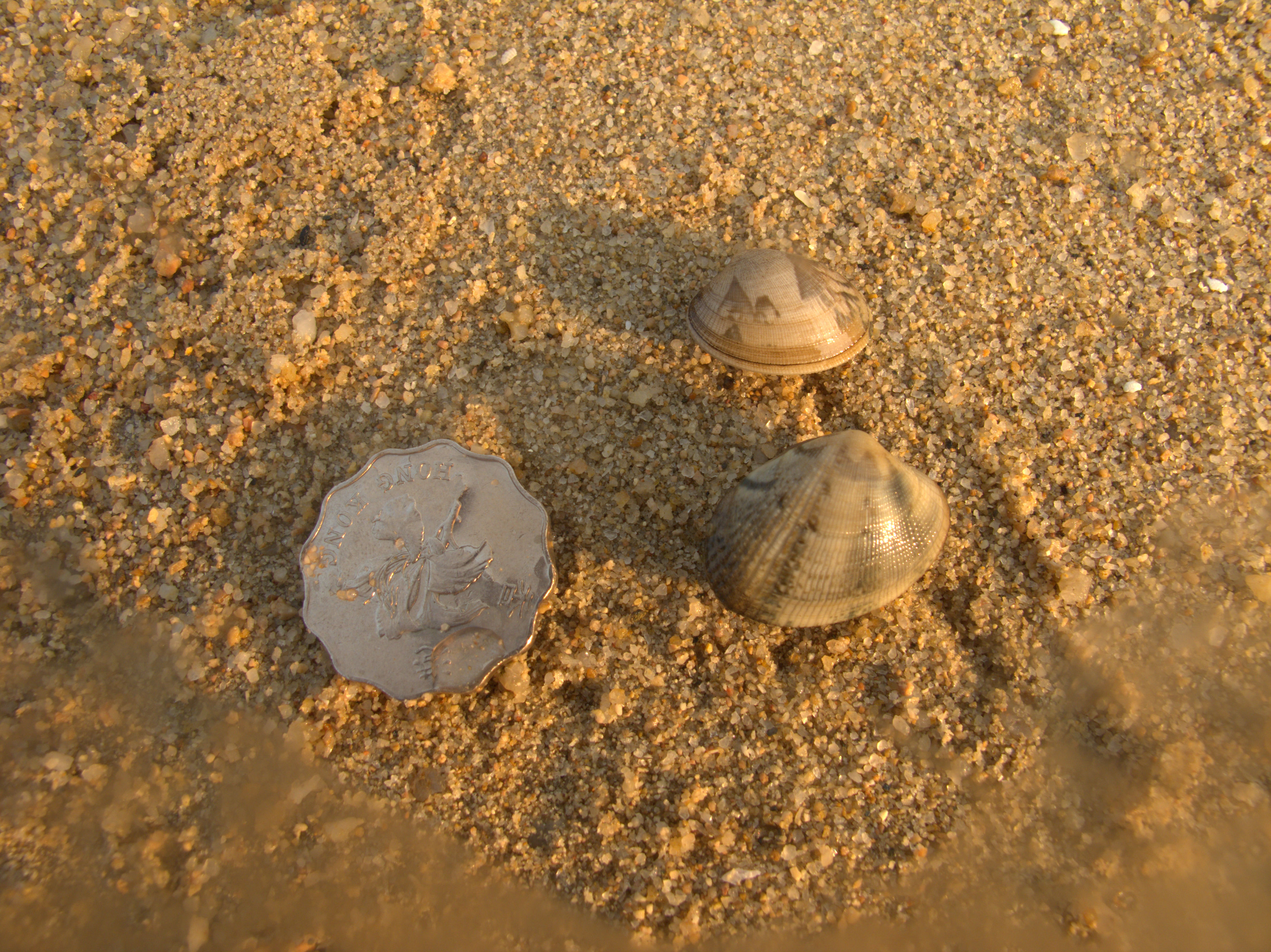 菲律賓蛤仔 Manila Clam| 潮行 Intertidal Safari