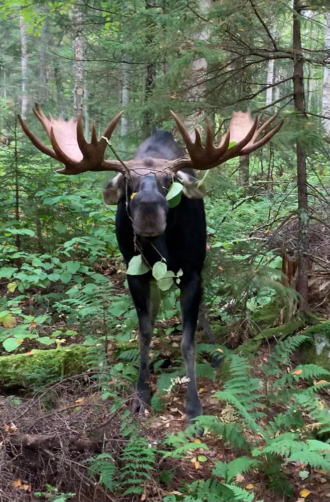 Moose Lottery