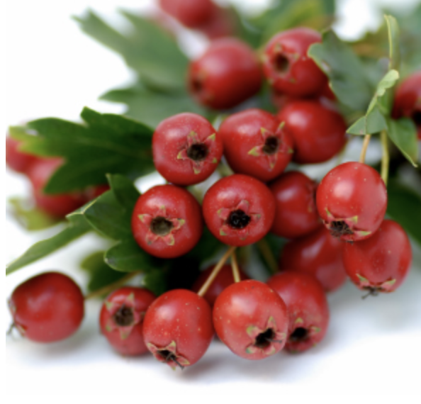 A Beginners Guide to Newfoundland Berries