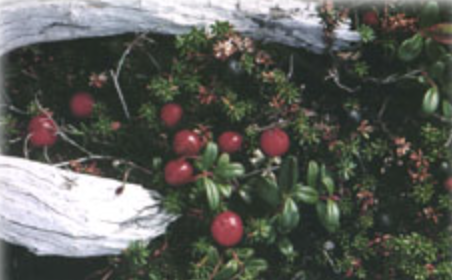 A Beginners Guide to Newfoundland Berries