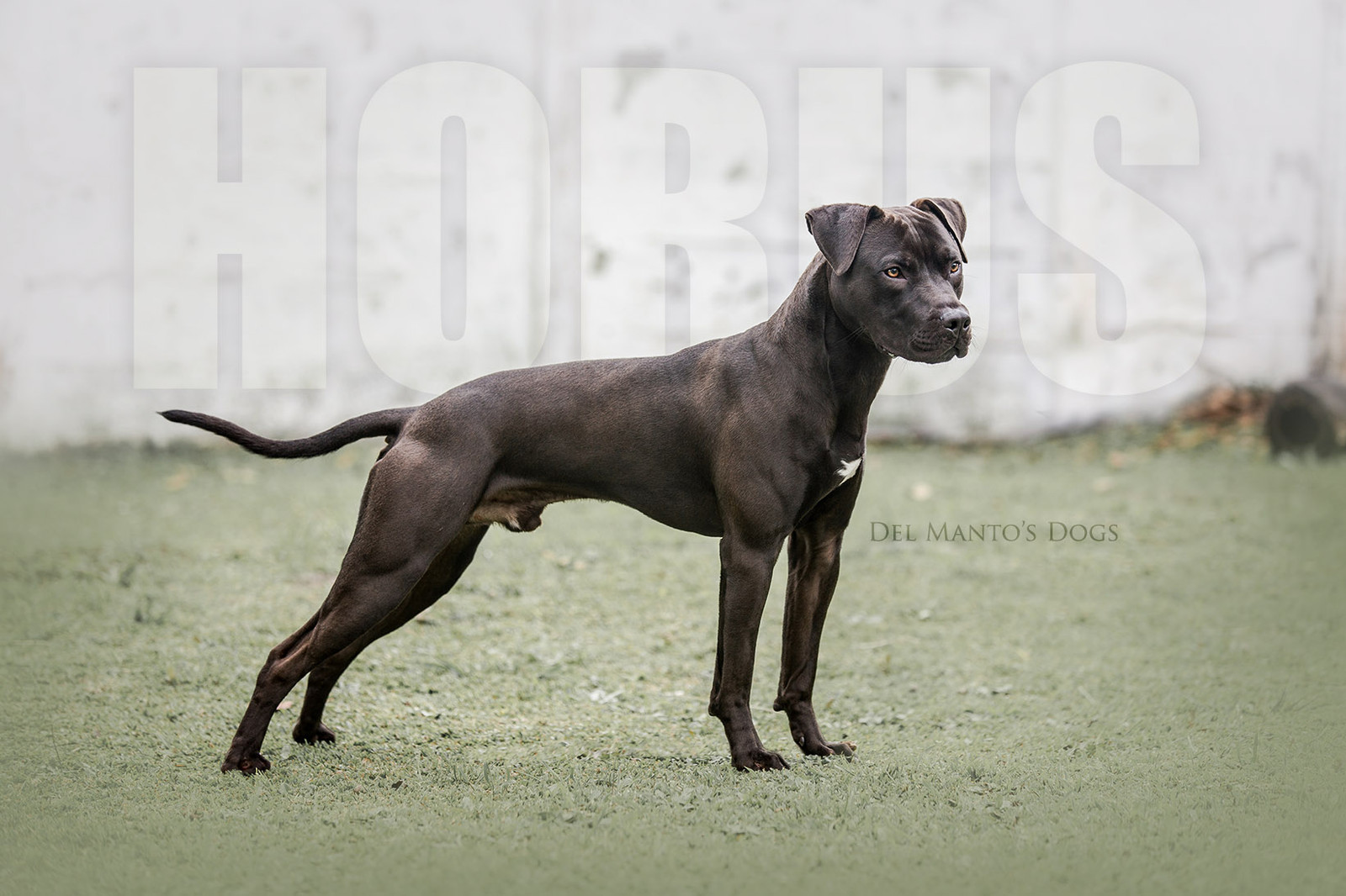 American Pit Bull Terrier | Brasil | Del Manto's Dogs