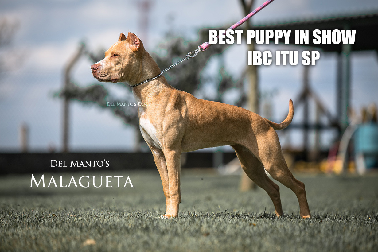 American Pit Bull Terrier | Brasil | Del Manto's Dogs
