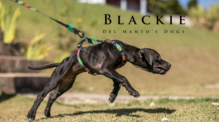 Puppies | Del Manto's Dogs | Brasil